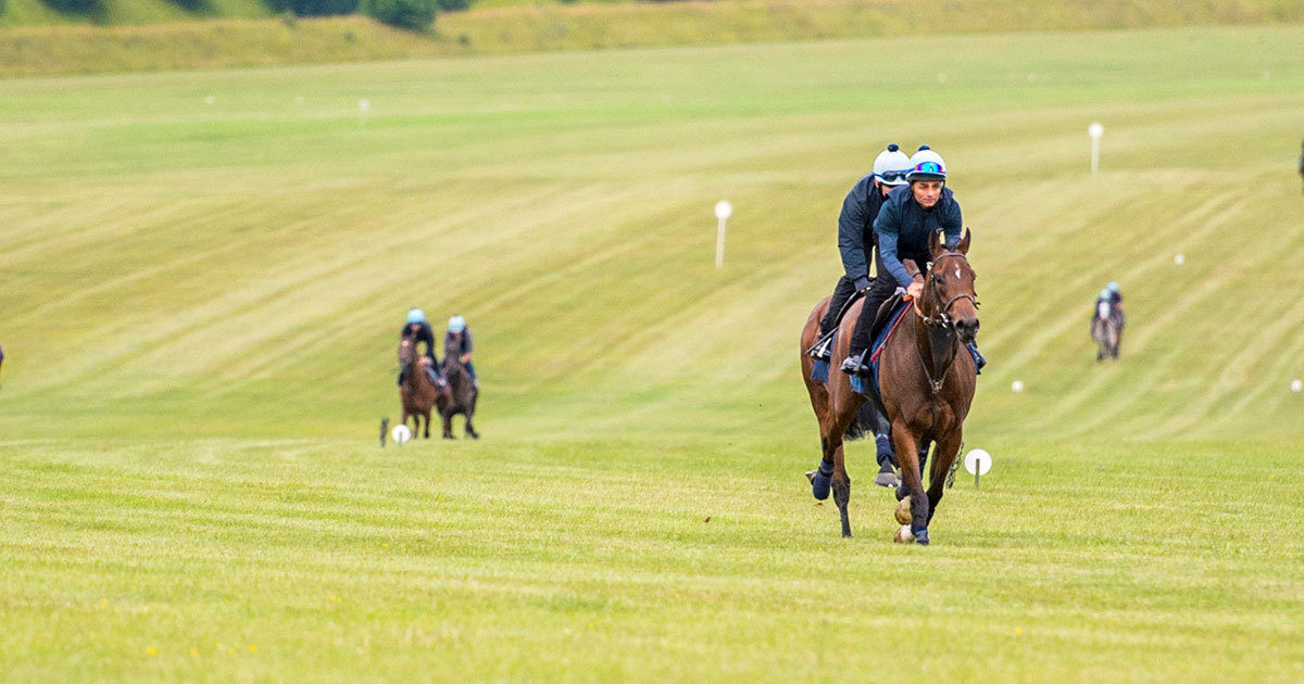 Principal Gallops - Jockey Club Estates